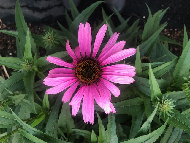 Hooray for Mrs. Berry – might be baloney